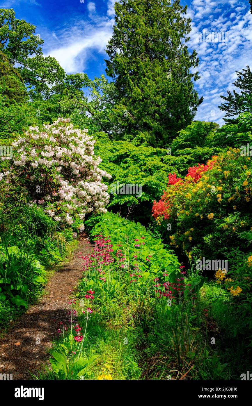 Colourful azaleas and rhododendrons in the Himalayan garden at Minterne ...