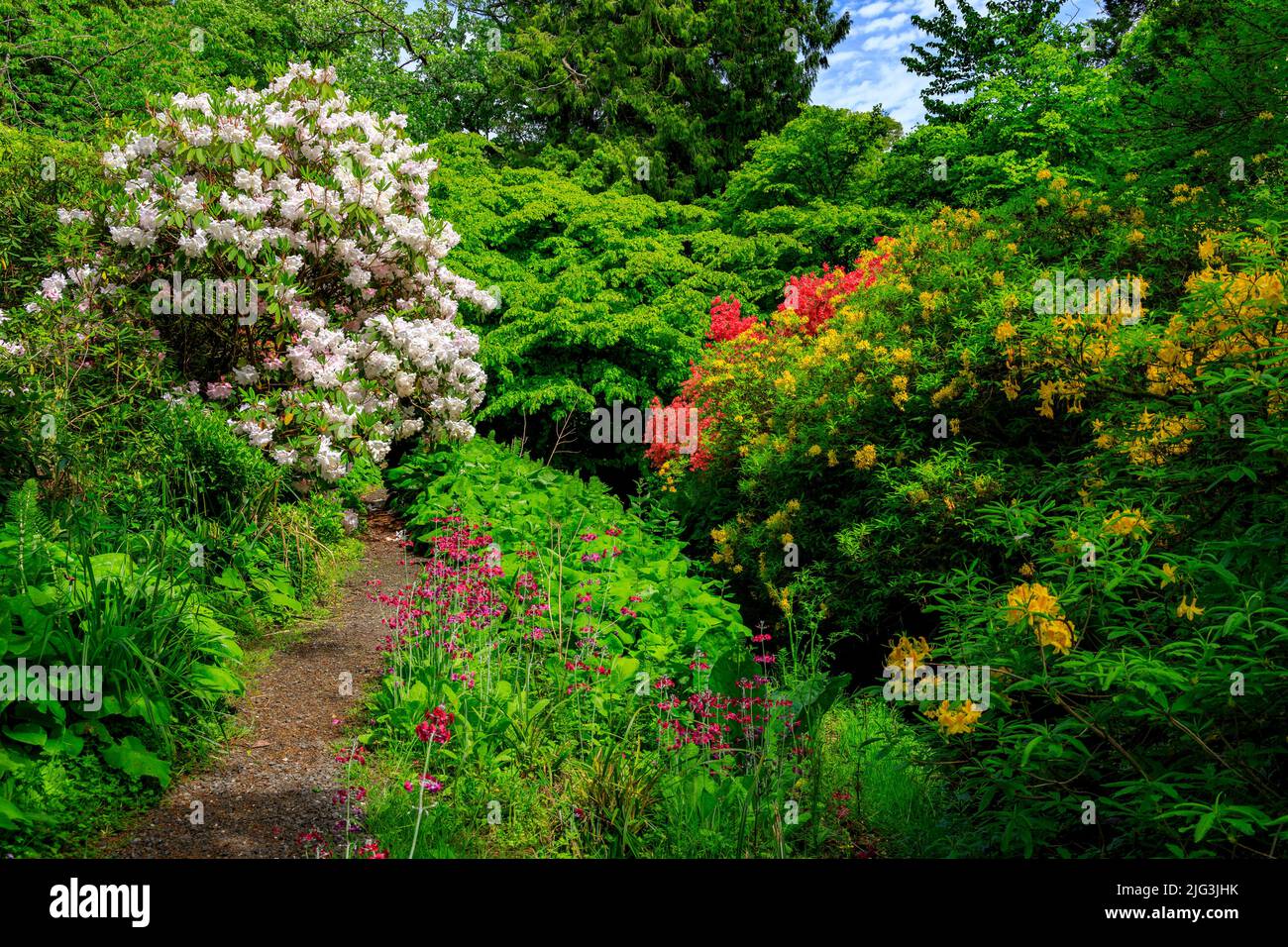 Colourful azaleas and rhododendrons in the Himalayan garden at Minterne ...