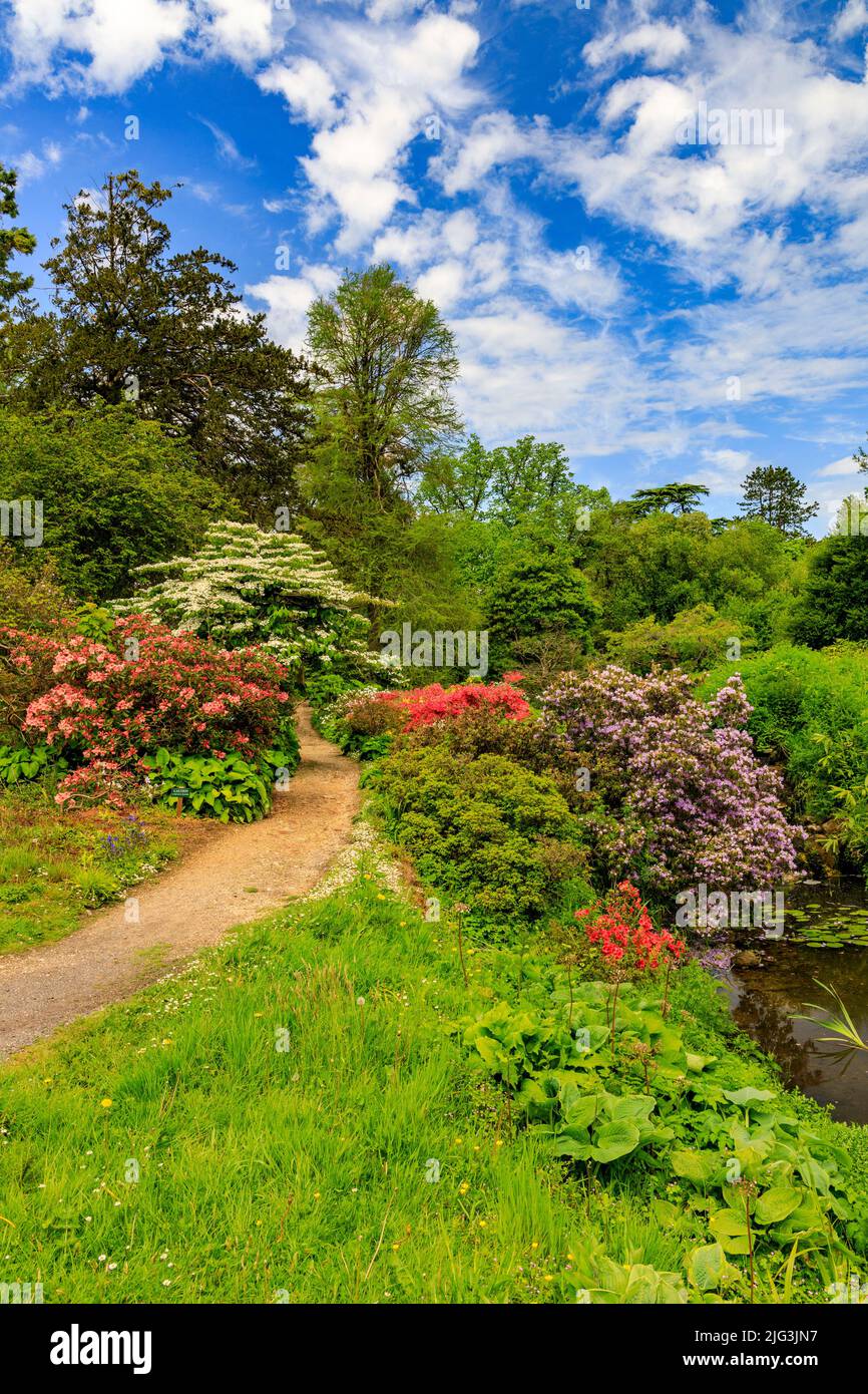 Colourful azaleas and rhododendrons and the River Cerne in the ...