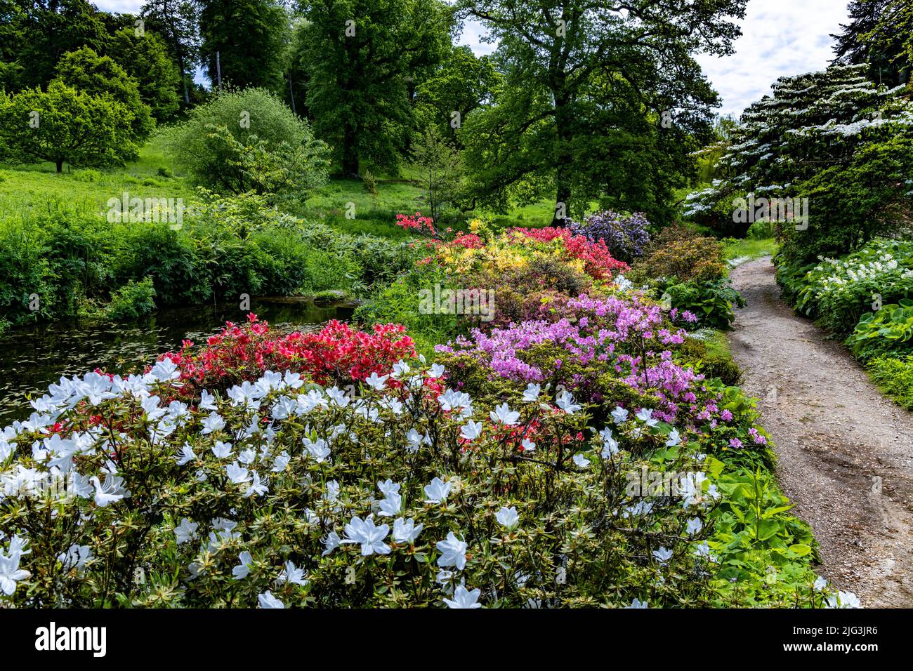 Colourful azaleas and rhododendrons and the River Cerne in the ...