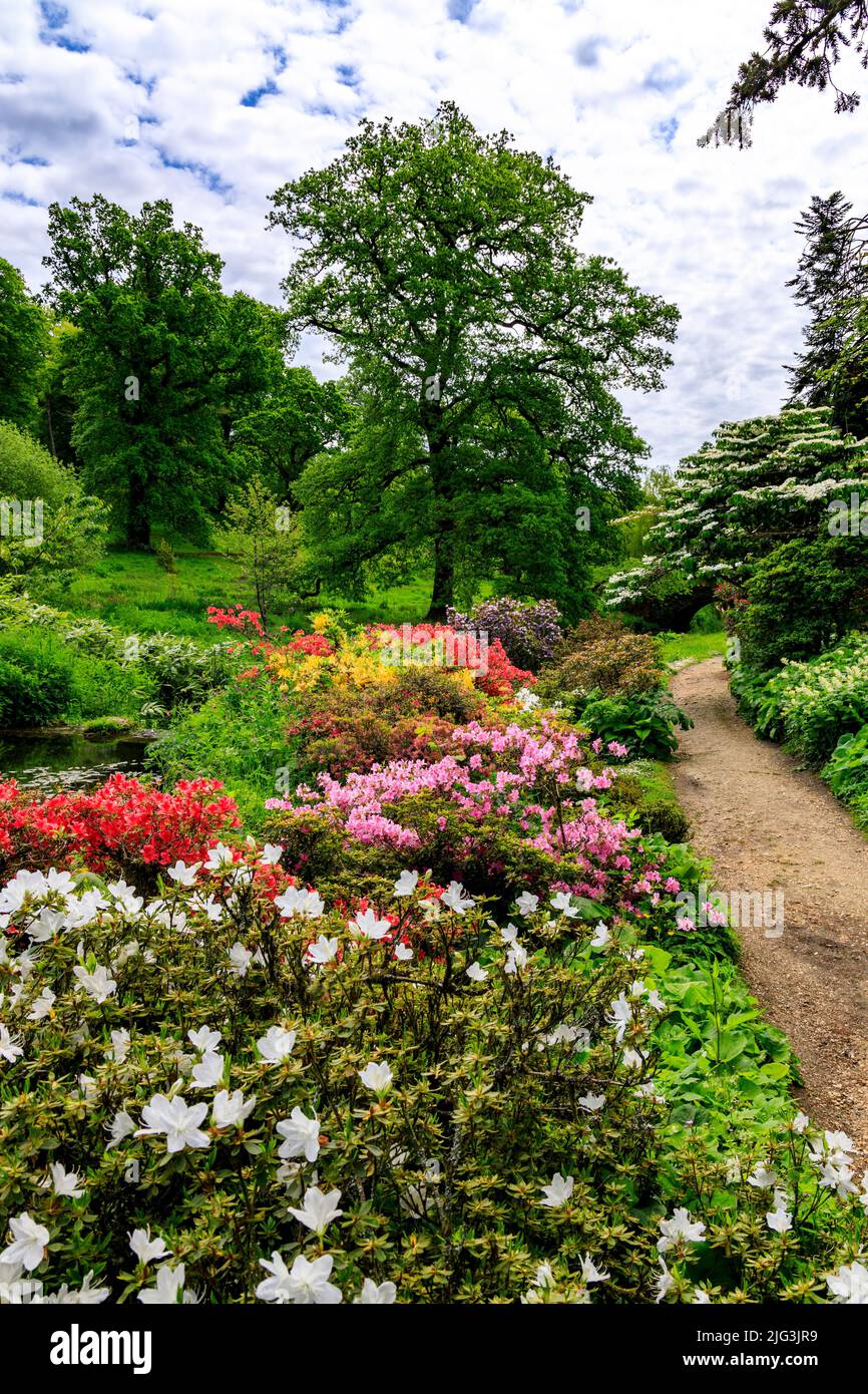 Colourful azaleas and rhododendrons and the River Cerne in the ...