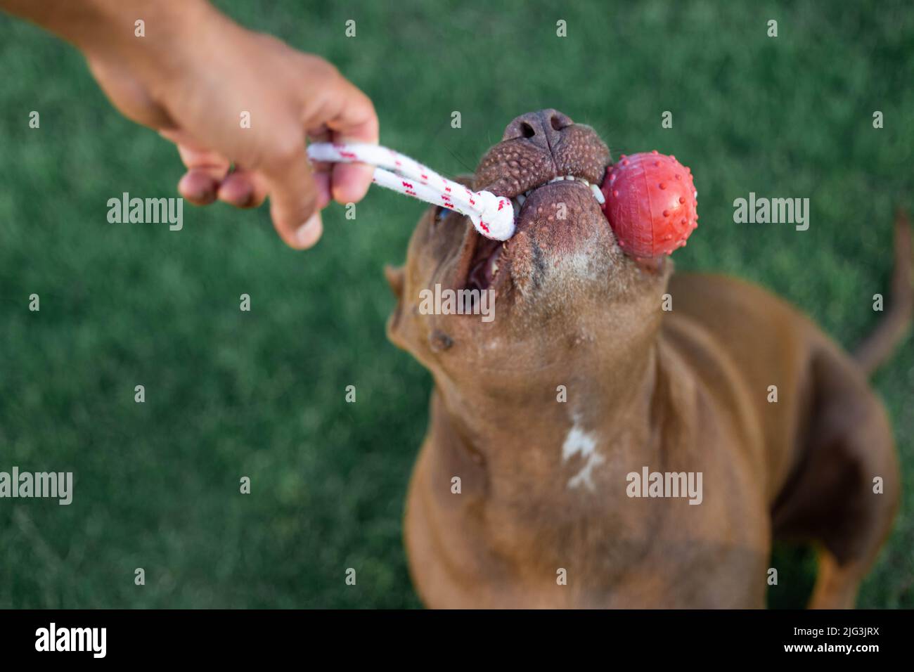 A dog plays ball and rope Stock Photo - Alamy