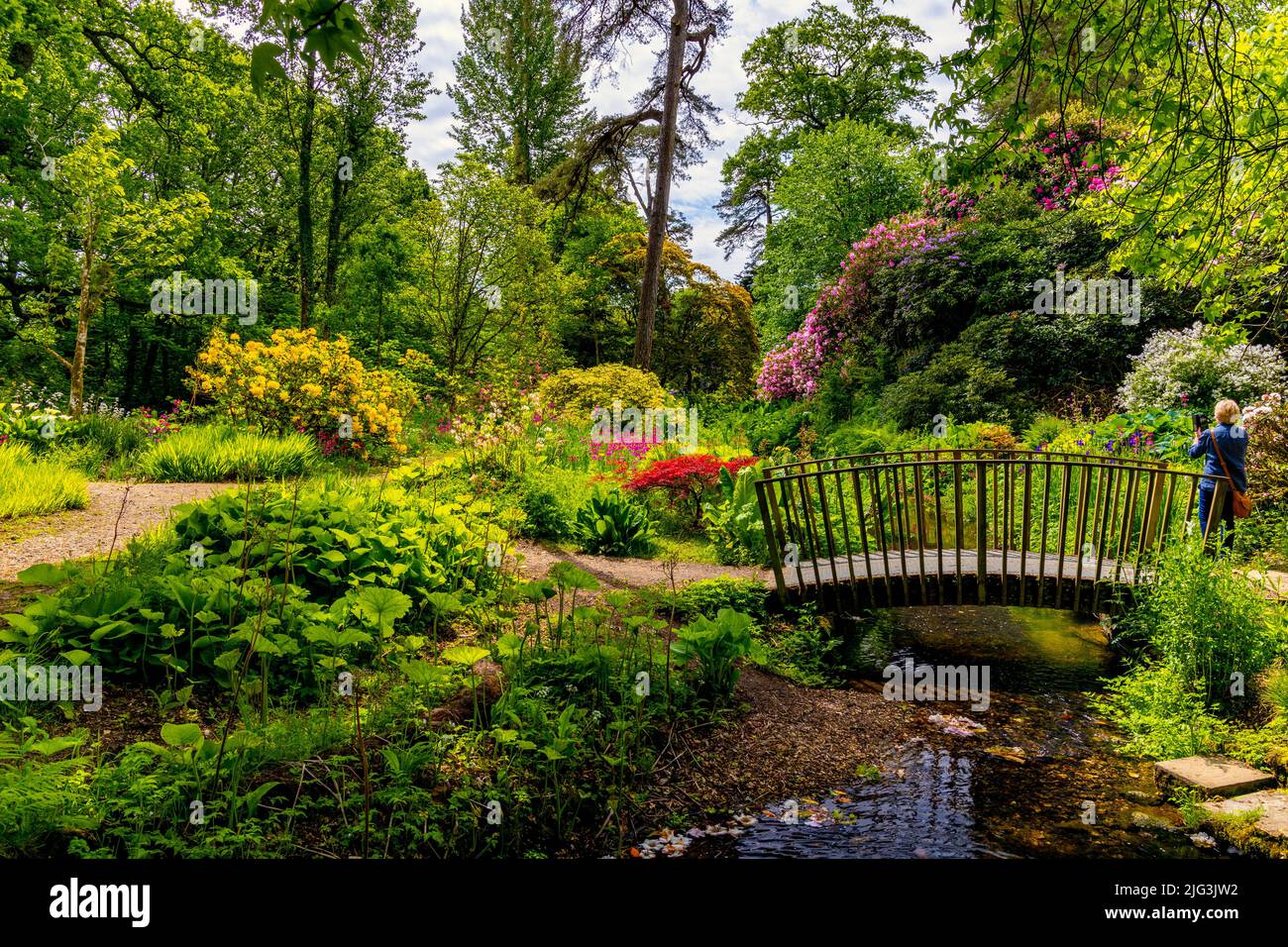 Colourful azaleas and rhododendrons and the River Cerne in the ...