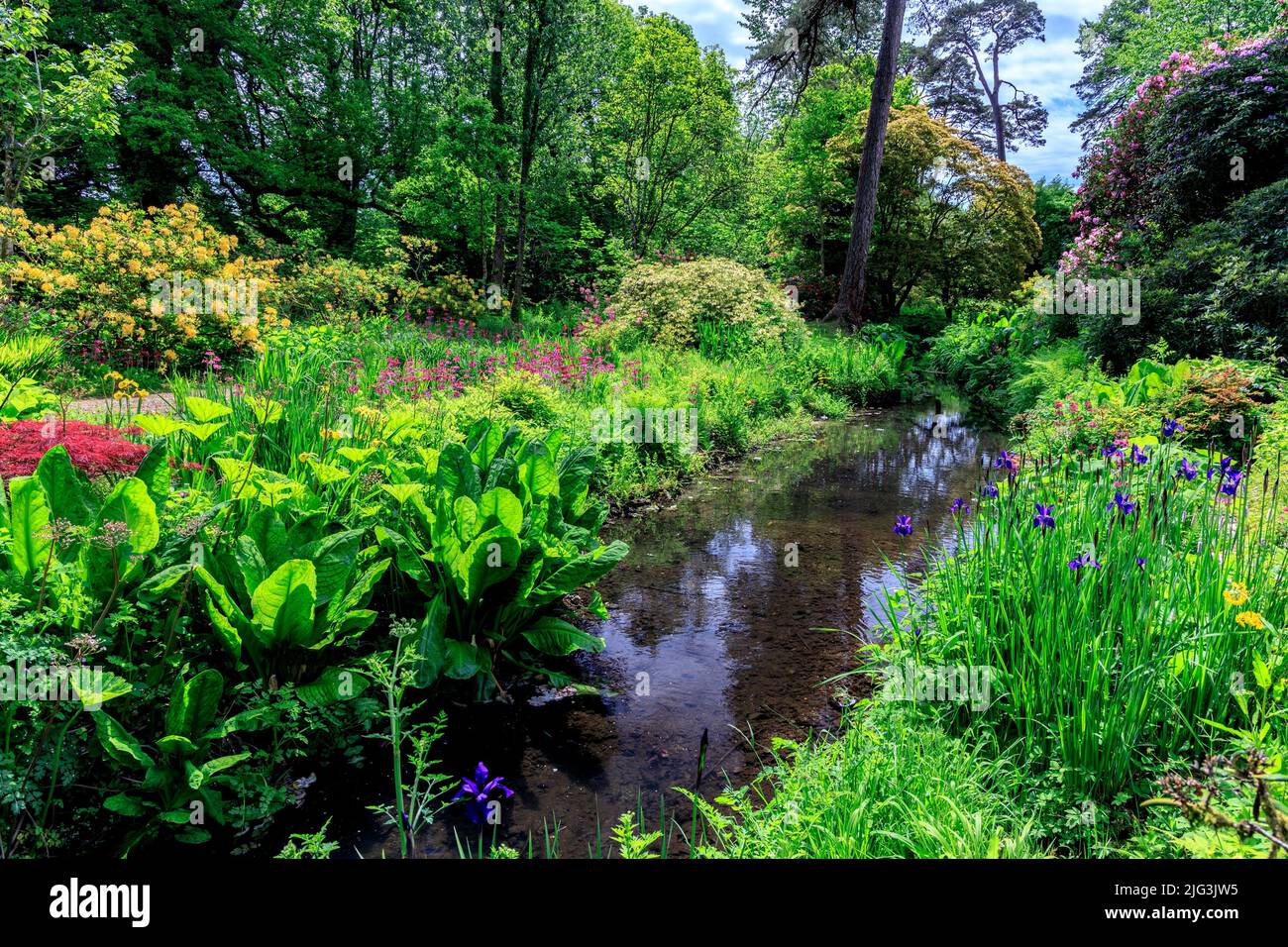 Colourful azaleas and rhododendrons and the River Cerne in the ...