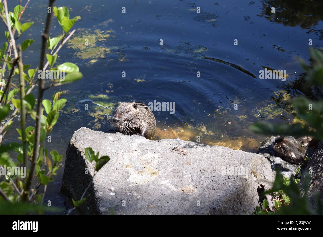 Nutria with acrobatic abilities Stock Photo - Alamy