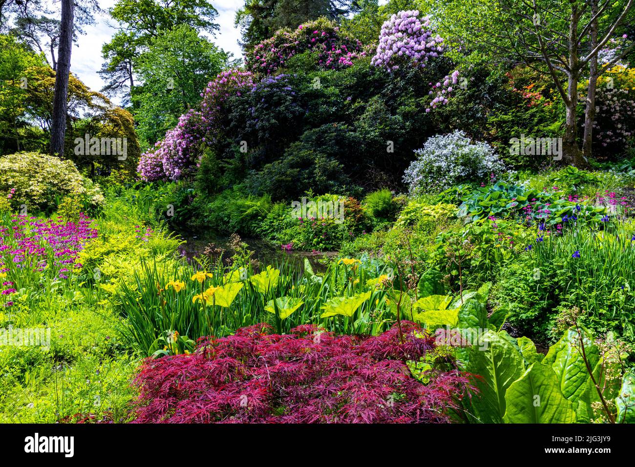 Colourful azaleas and rhododendrons in the Himalayan garden at Minterne ...