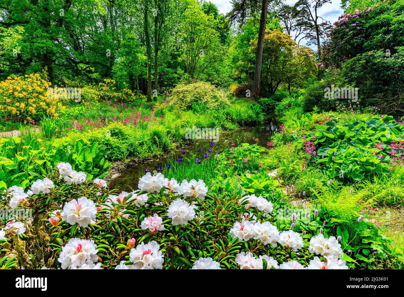 Colourful azaleas and rhododendrons and the River Cerne in the ...