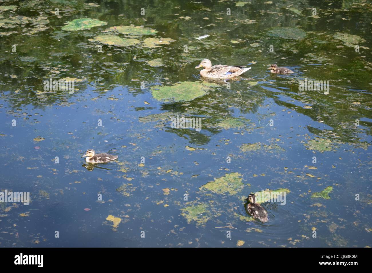 female duck with ducklings Stock Photo - Alamy