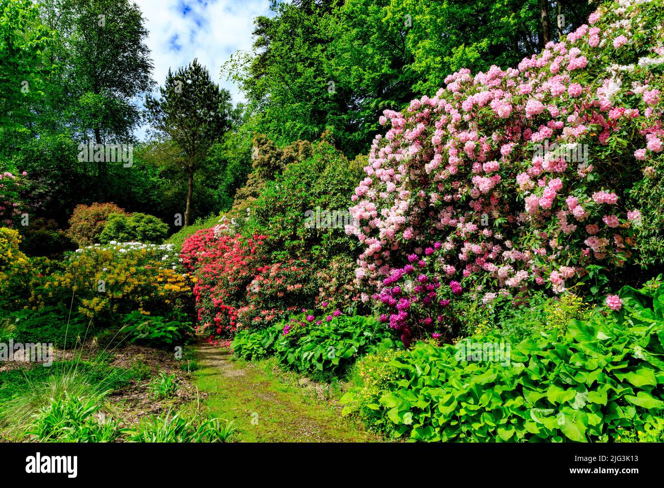Colourful azaleas and rhododendrons in the Himalayan garden at Minterne ...
