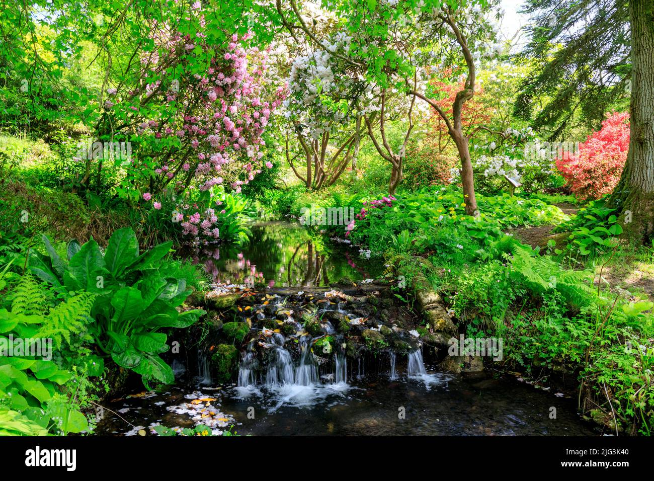 Colourful azaleas and rhododendrons and the River Cerne in the ...