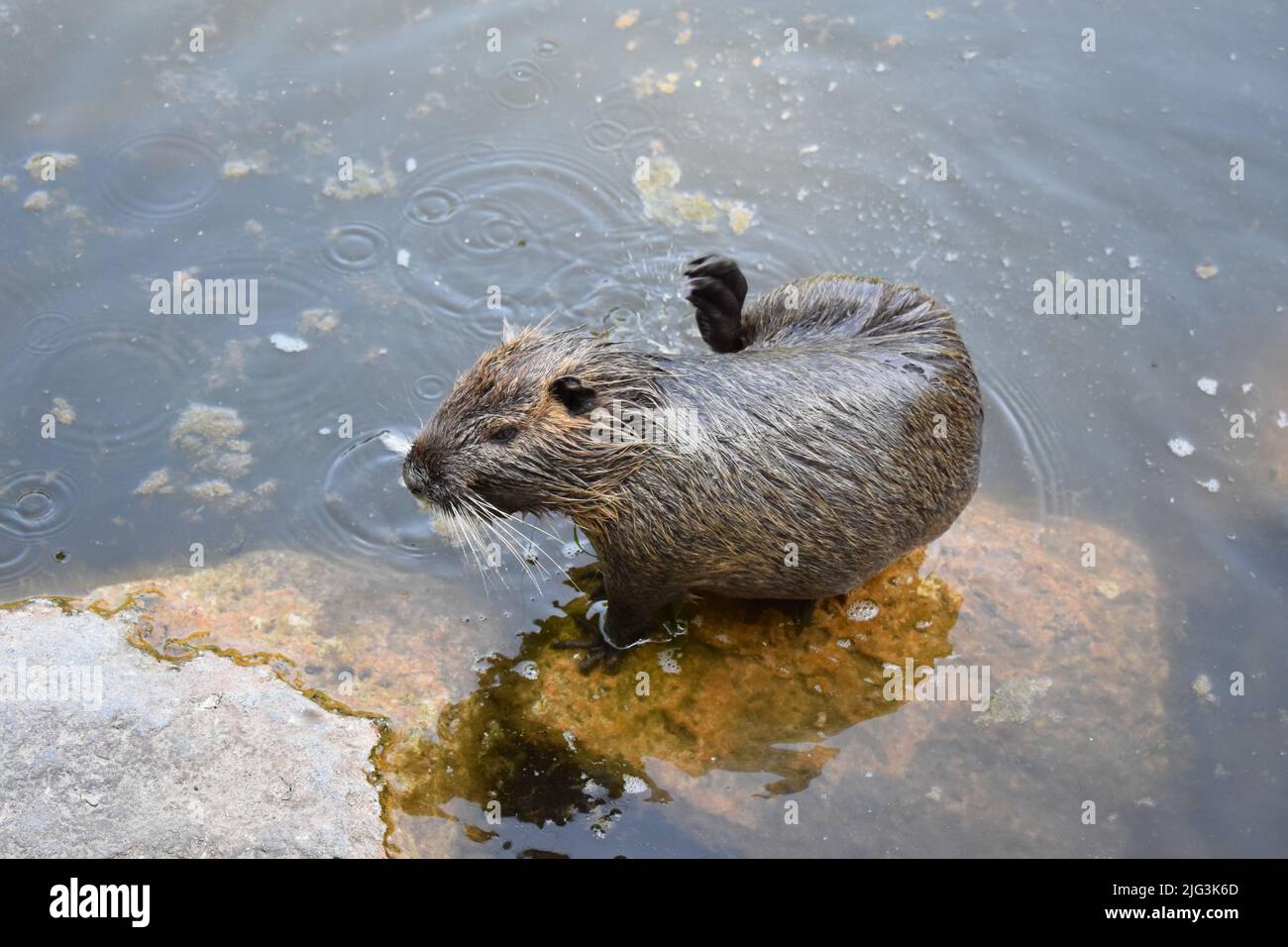 Nutria with acrobatic abilities Stock Photo - Alamy