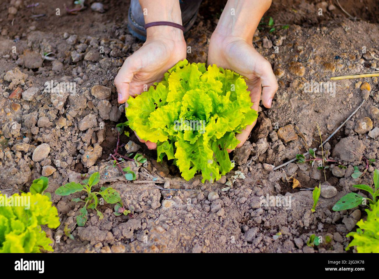 Ecological orchard hi-res stock photography and images - Alamy