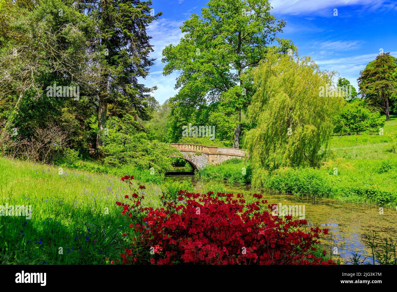 Colourful azaleas and rhododendrons and the River Cerne in the ...