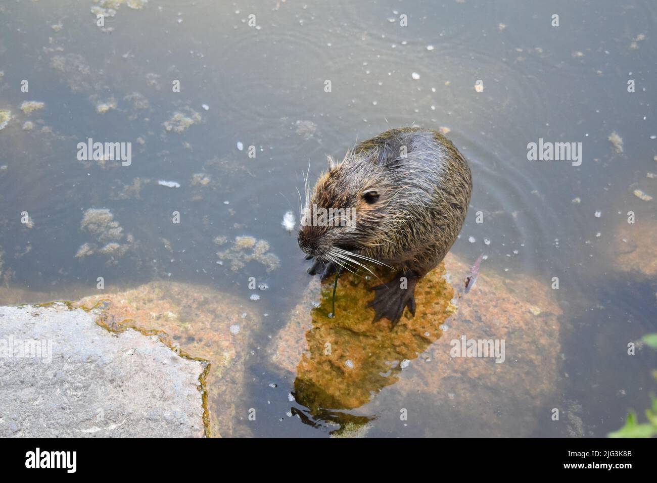 Nutria with acrobatic abilities Stock Photo - Alamy
