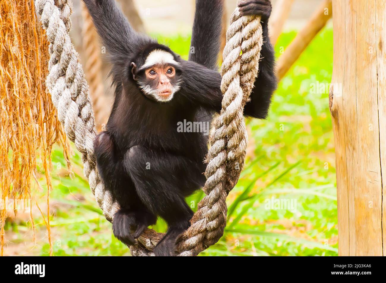 Spider monkey, a very common animal found in the Amazon Forest Stock ...
