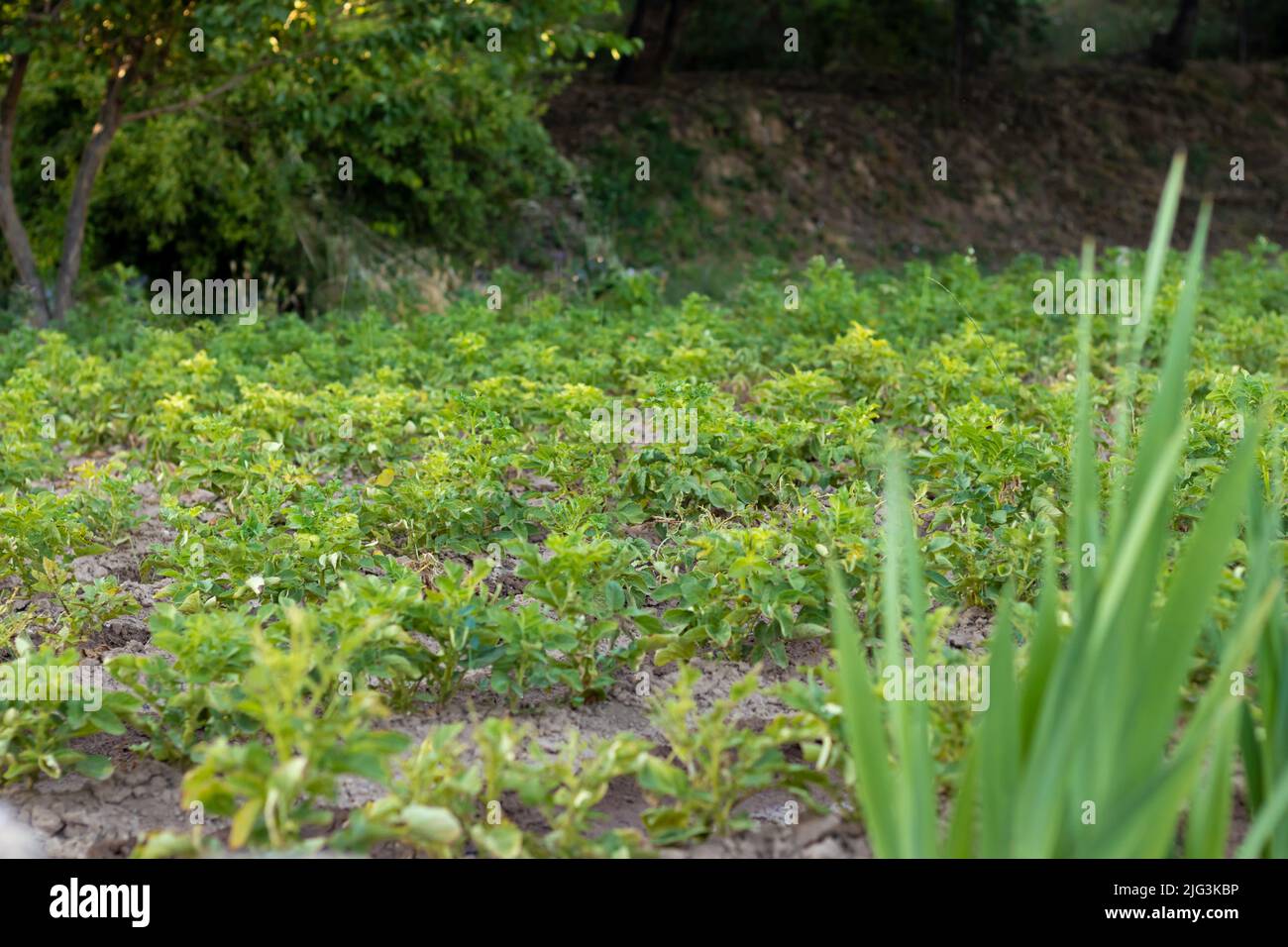 Plenty of plants hi-res stock photography and images - Alamy