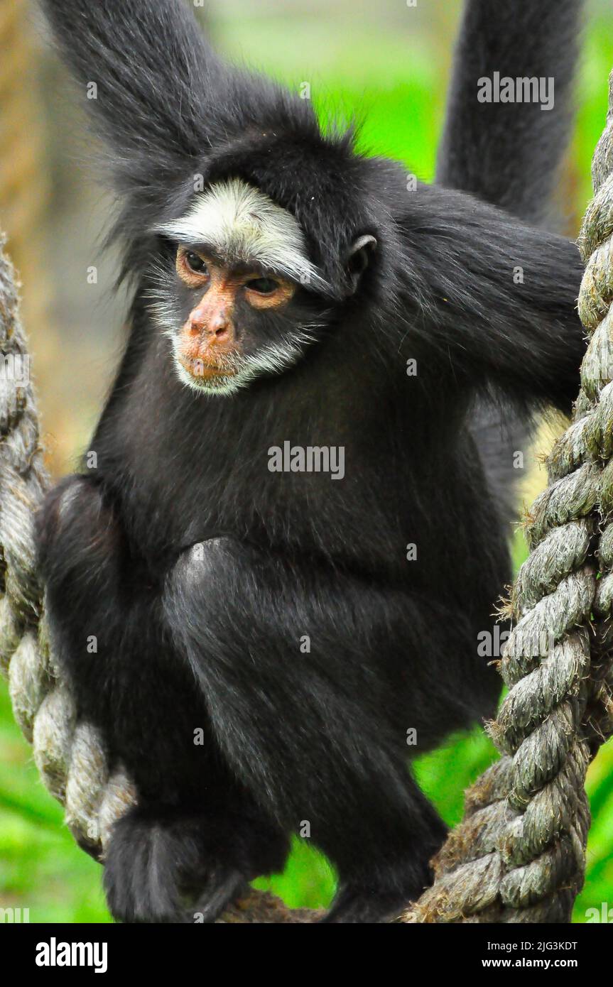 Spider monkey, a very common animal found in the Amazon Forest Stock ...