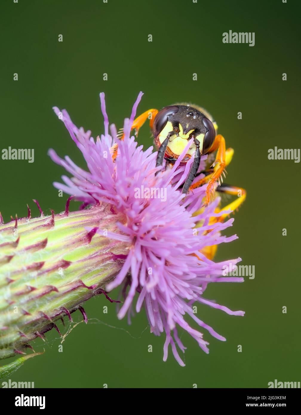 Bee Wolf, Philanthus triangulum, Feeding On The Purple Flower Of Marsh ...