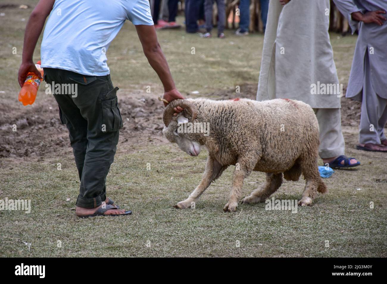 A man pulls a purchased sheep by its horn to be sacrificed ahead of the ...