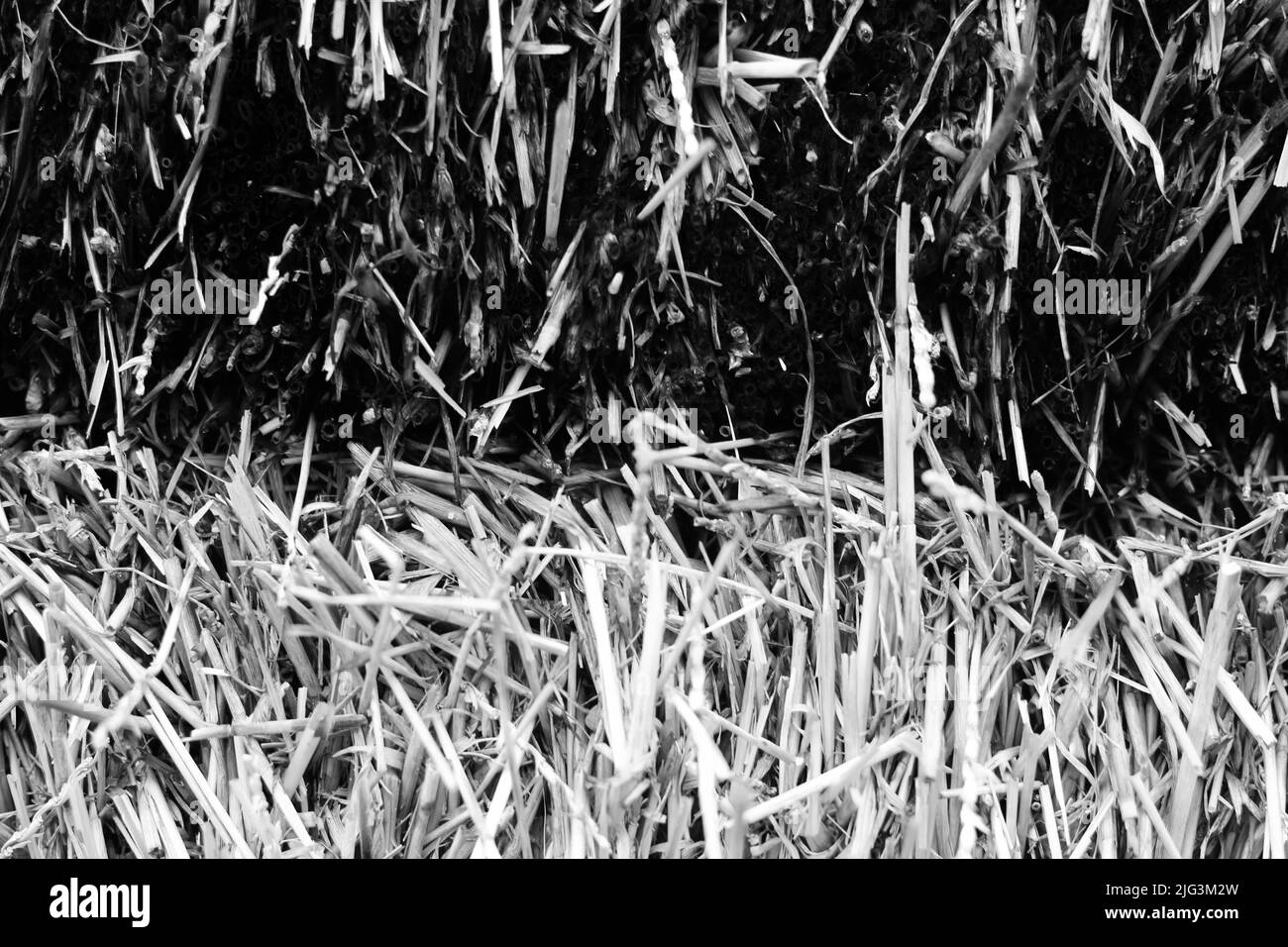 Plant feed garden Black and White Stock Photos & Images - Alamy