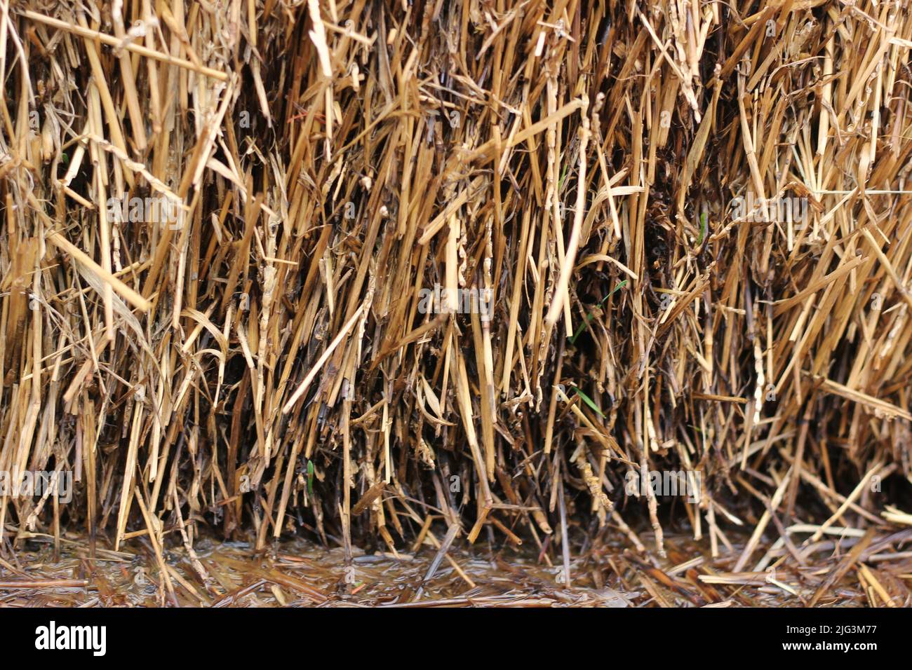 Full frame closeup of a fresh golden bale of hay Stock Photo - Alamy