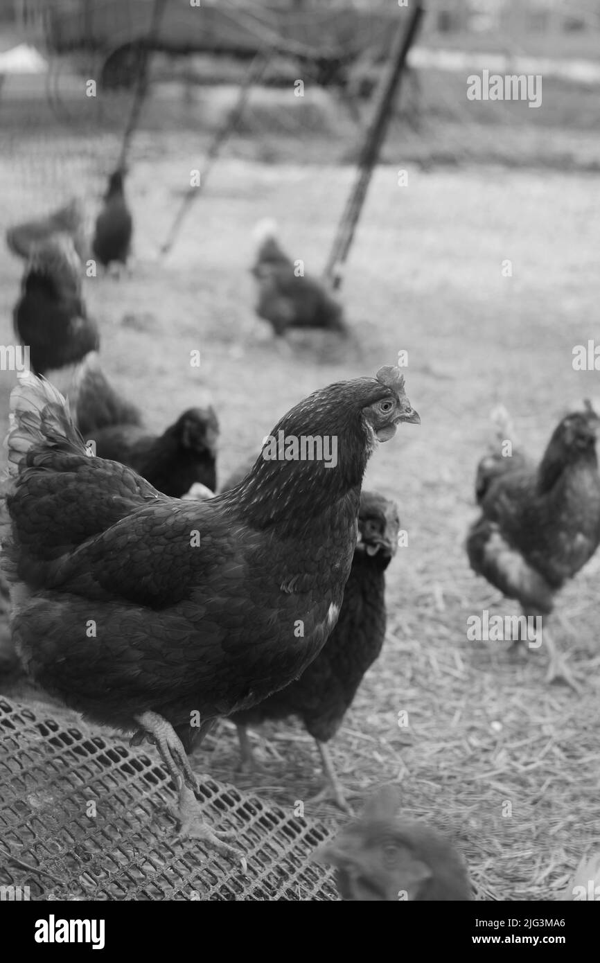 Free range chickens strutting around the barn yard in black and white ...