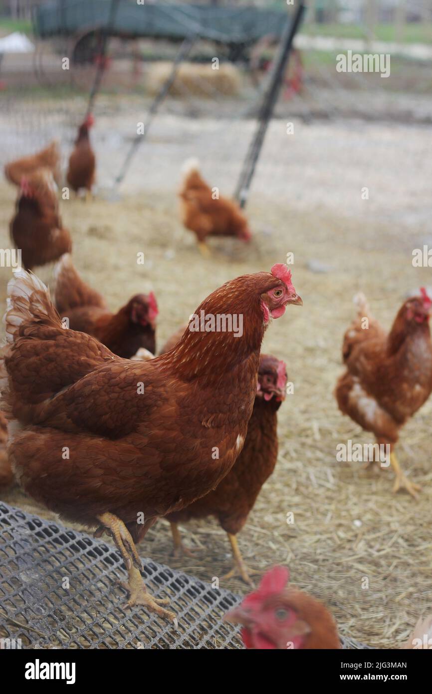 Free range chickens strutting around the barn yard Stock Photo - Alamy