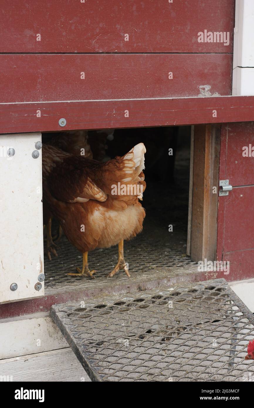 Free range chickens strutting around the barn yard Stock Photo - Alamy