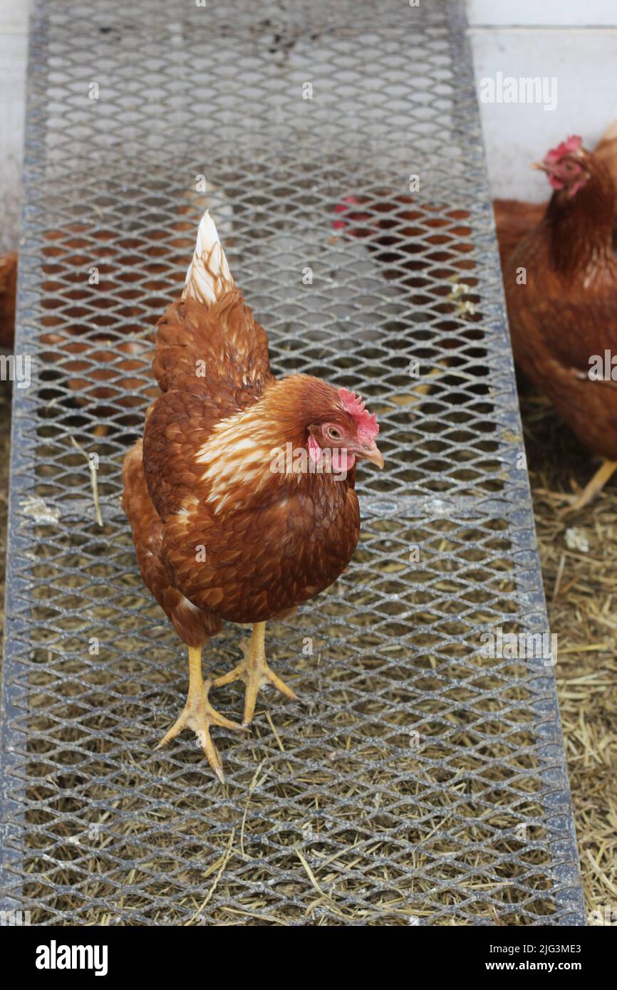 Free range chickens strutting around the barn yard Stock Photo - Alamy