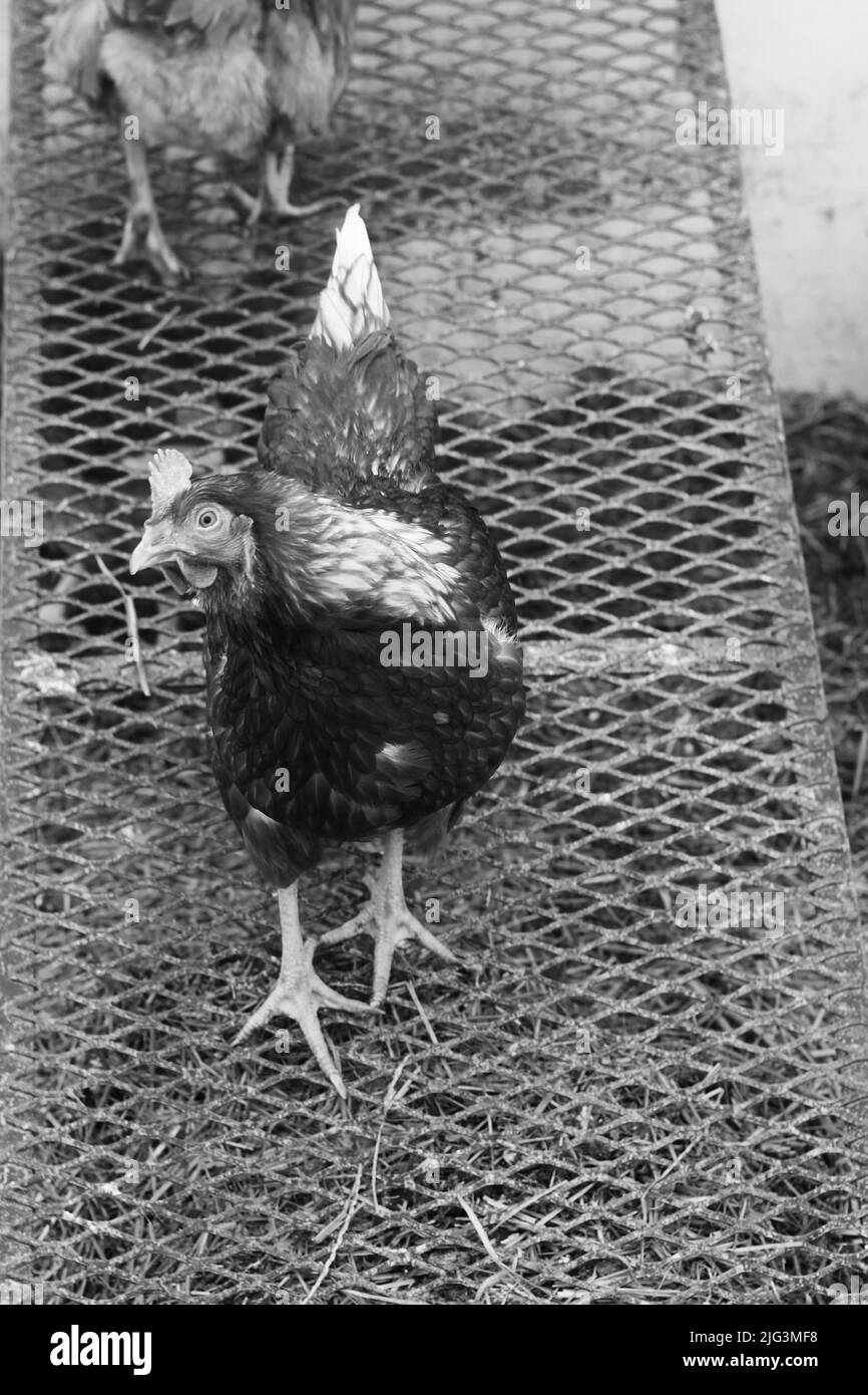 Free range chickens strutting around the barn yard in black and white ...
