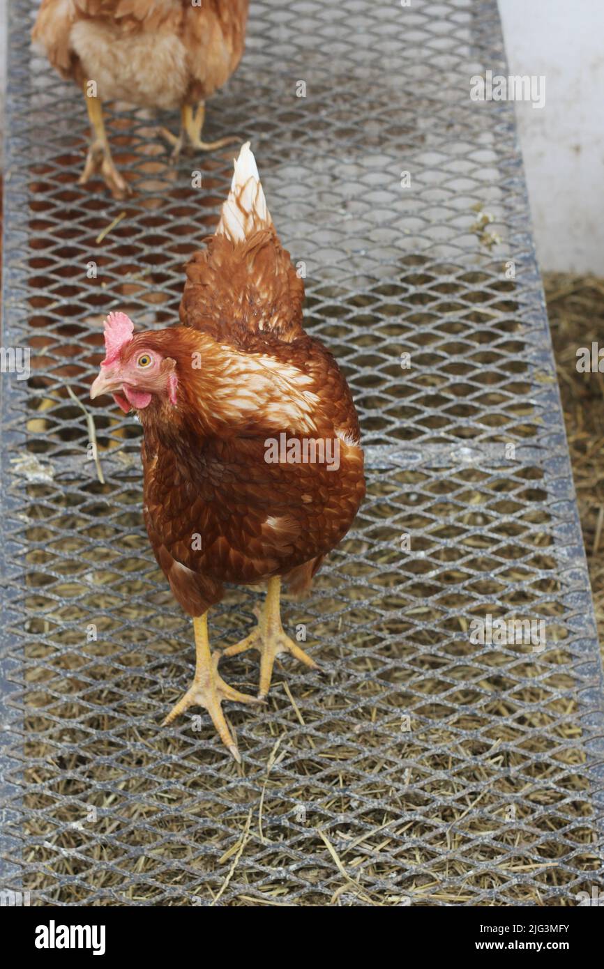 Free range chickens strutting around the barn yard Stock Photo - Alamy
