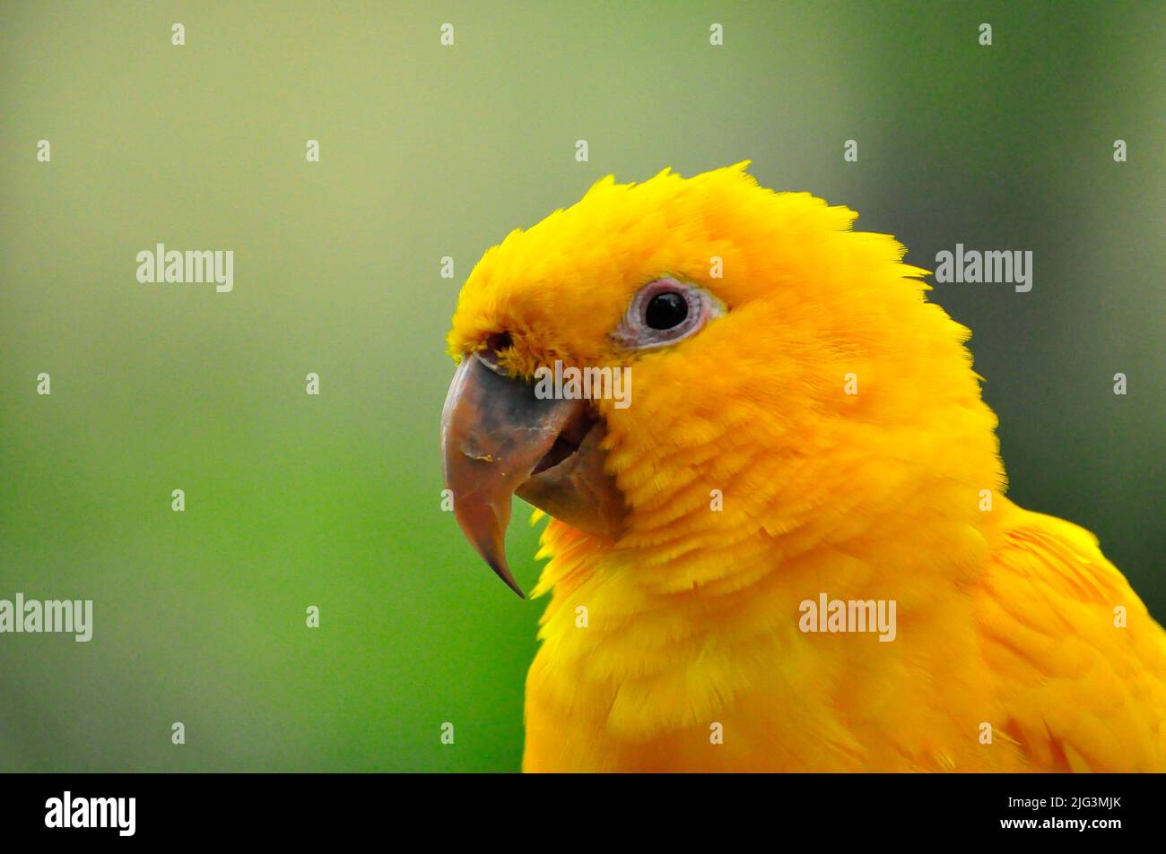 Brazilian bird hi-res stock photography and images - Alamy