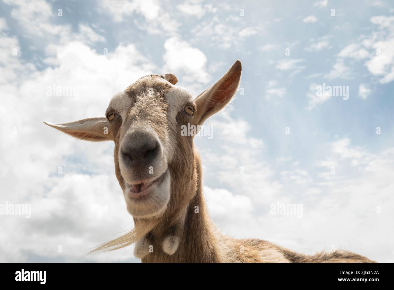 Close-up of a smiley goat Stock Photo - Alamy