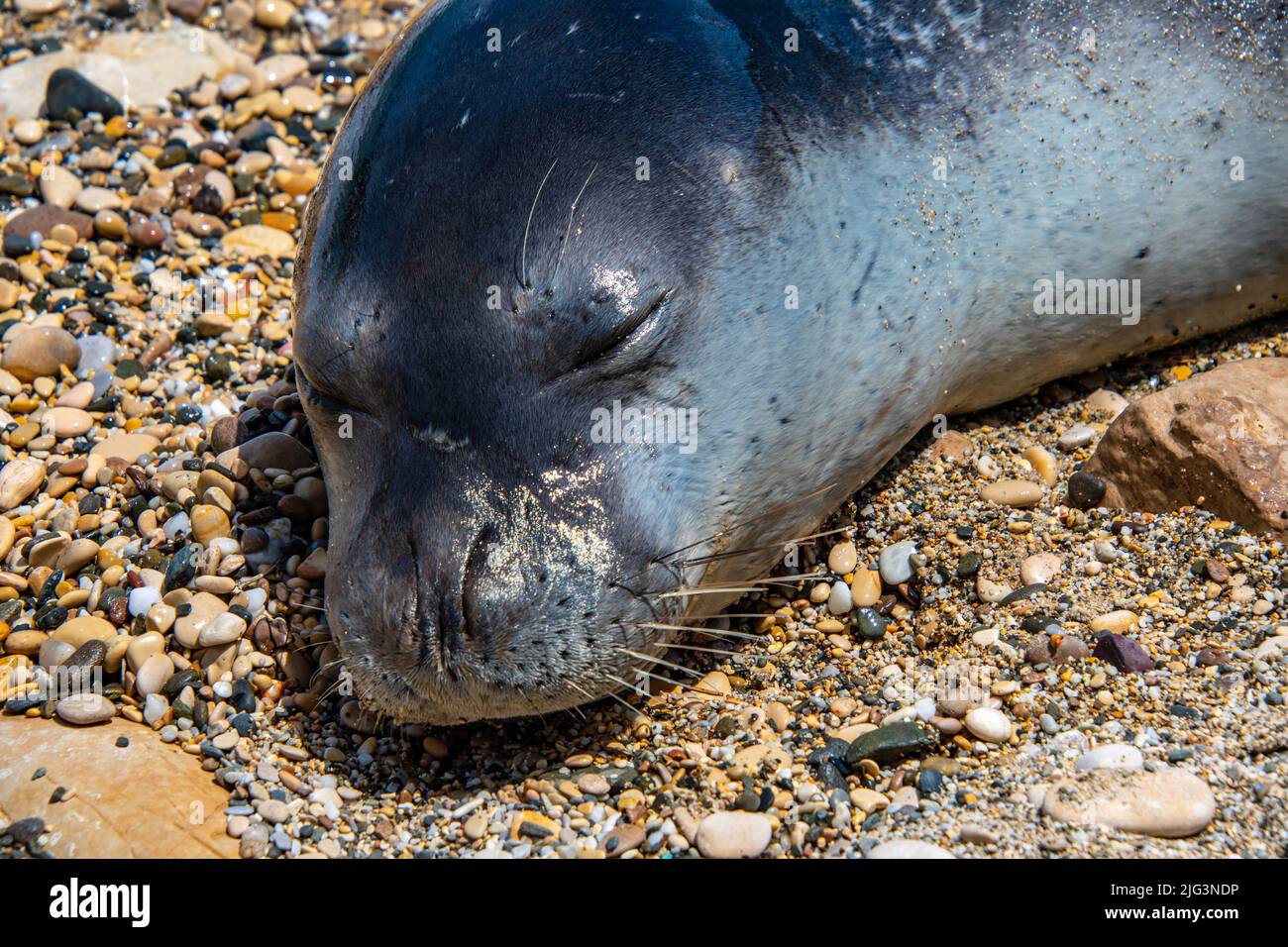 Friendly seal laying at Patitiri beach in Alonnisos island, Sporades ...