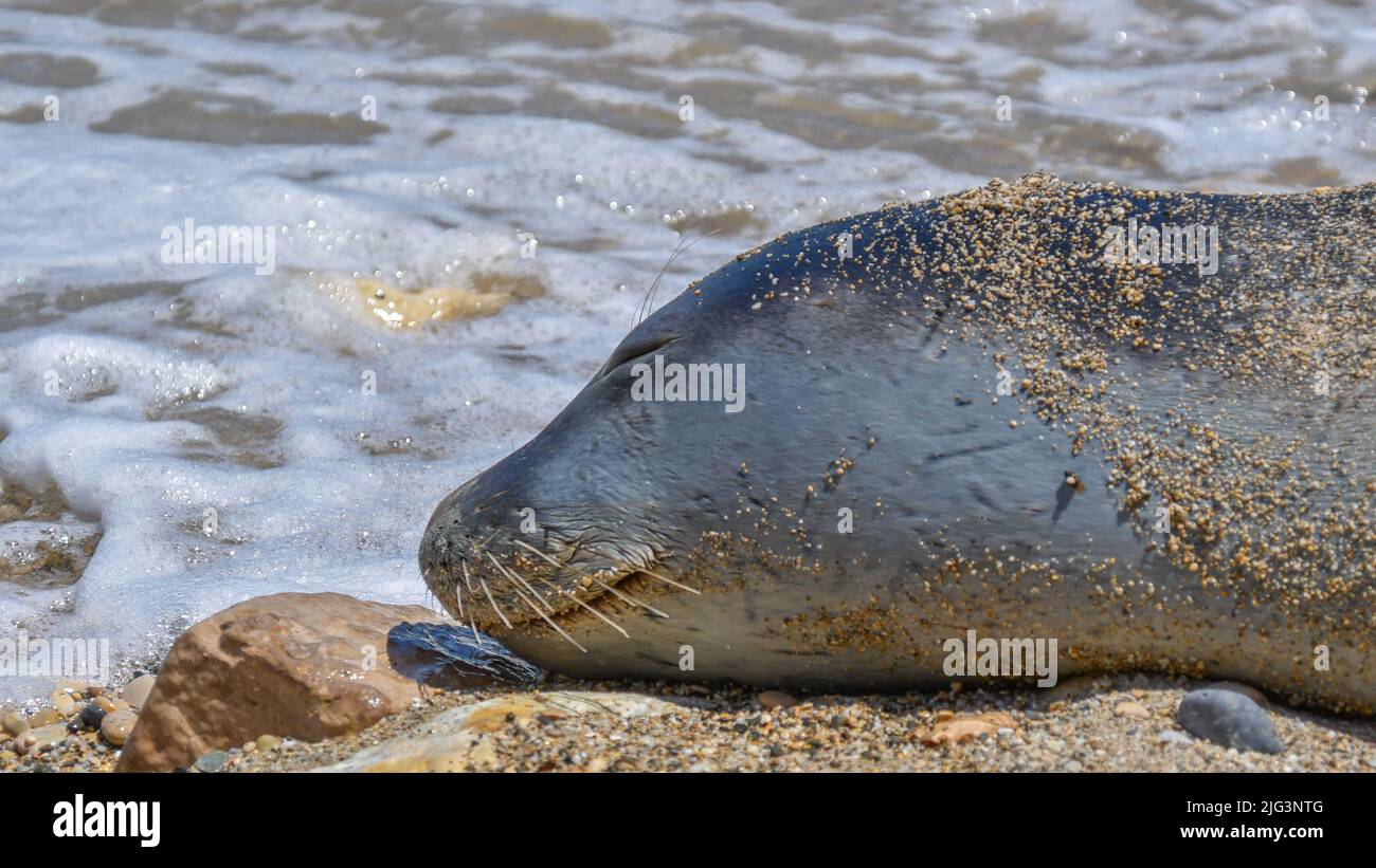 Patitiri beach alonissos greece hi-res stock photography and images - Alamy
