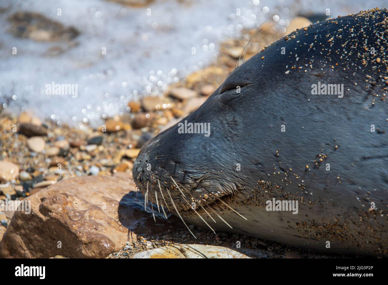 Patitiri beach alonissos greece hi-res stock photography and images - Alamy