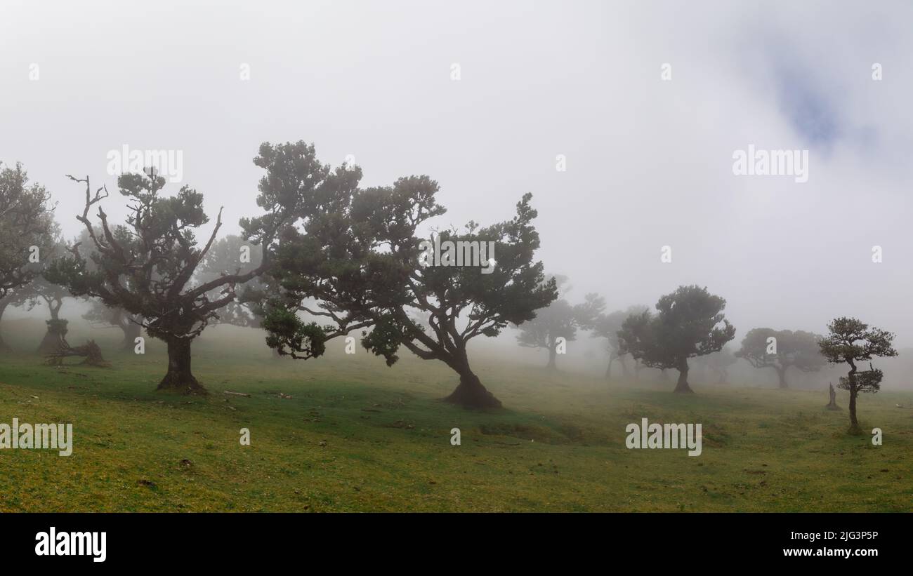 Madeira trees hi-res stock photography and images - Alamy