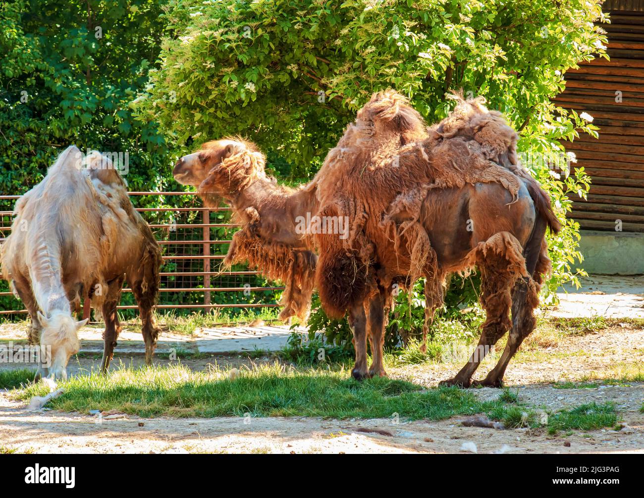 Shedding of a two-humped camel. Zoo in Bojnice, Slovakia Stock Photo - Alamy