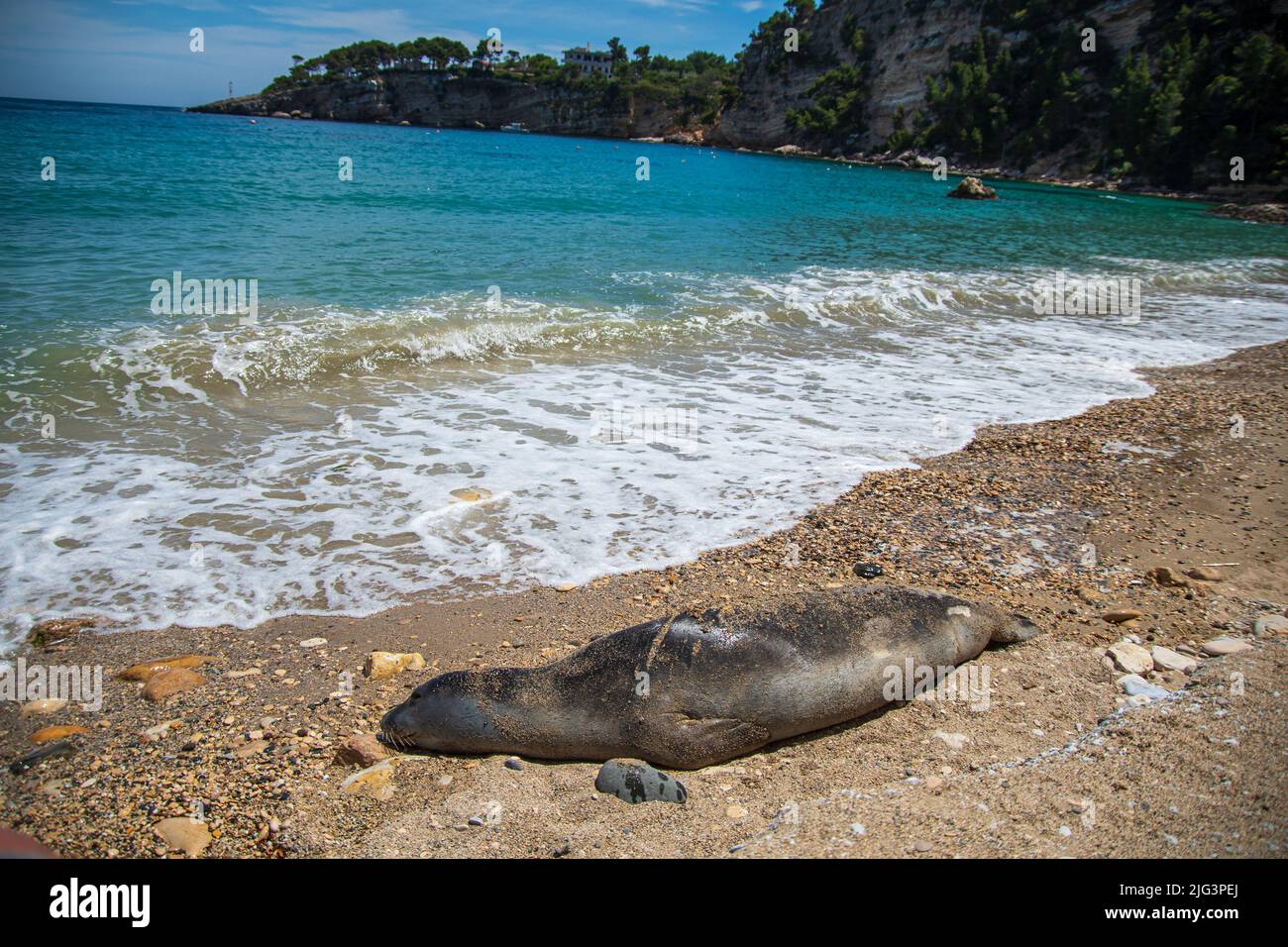Friendly seal laying at Patitiri beach in Alonnisos island, Sporades ...