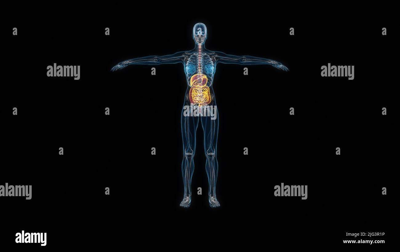 Human female body digestive system 3d hologram front view. 3D ...