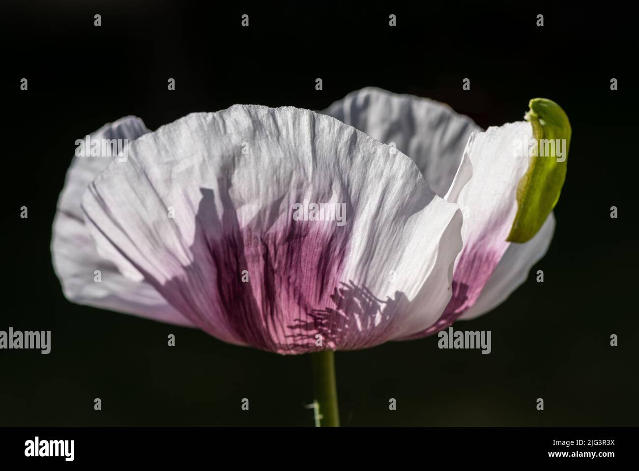 Poppy flowers in bloom and unopened Stock Photo - Alamy