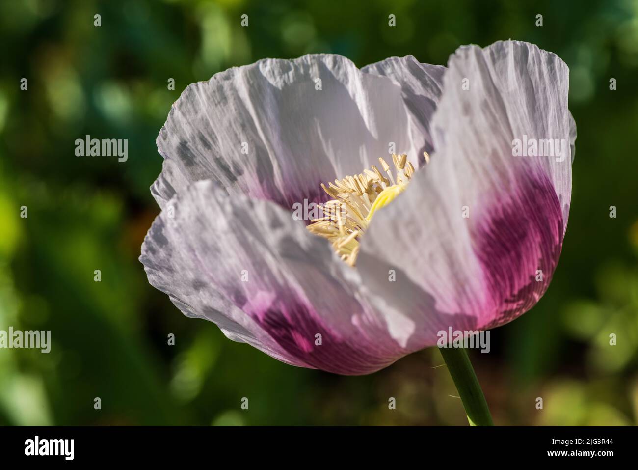 Garden poppy (Papaver somniferum) in natural background. Poppy flowers ...