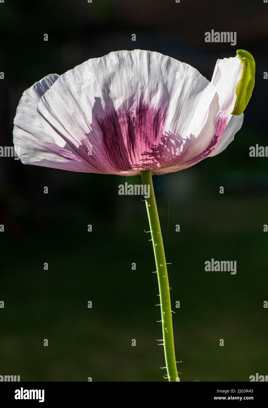 Garden poppy (Papaver somniferum) in natural background. Poppy flowers ...