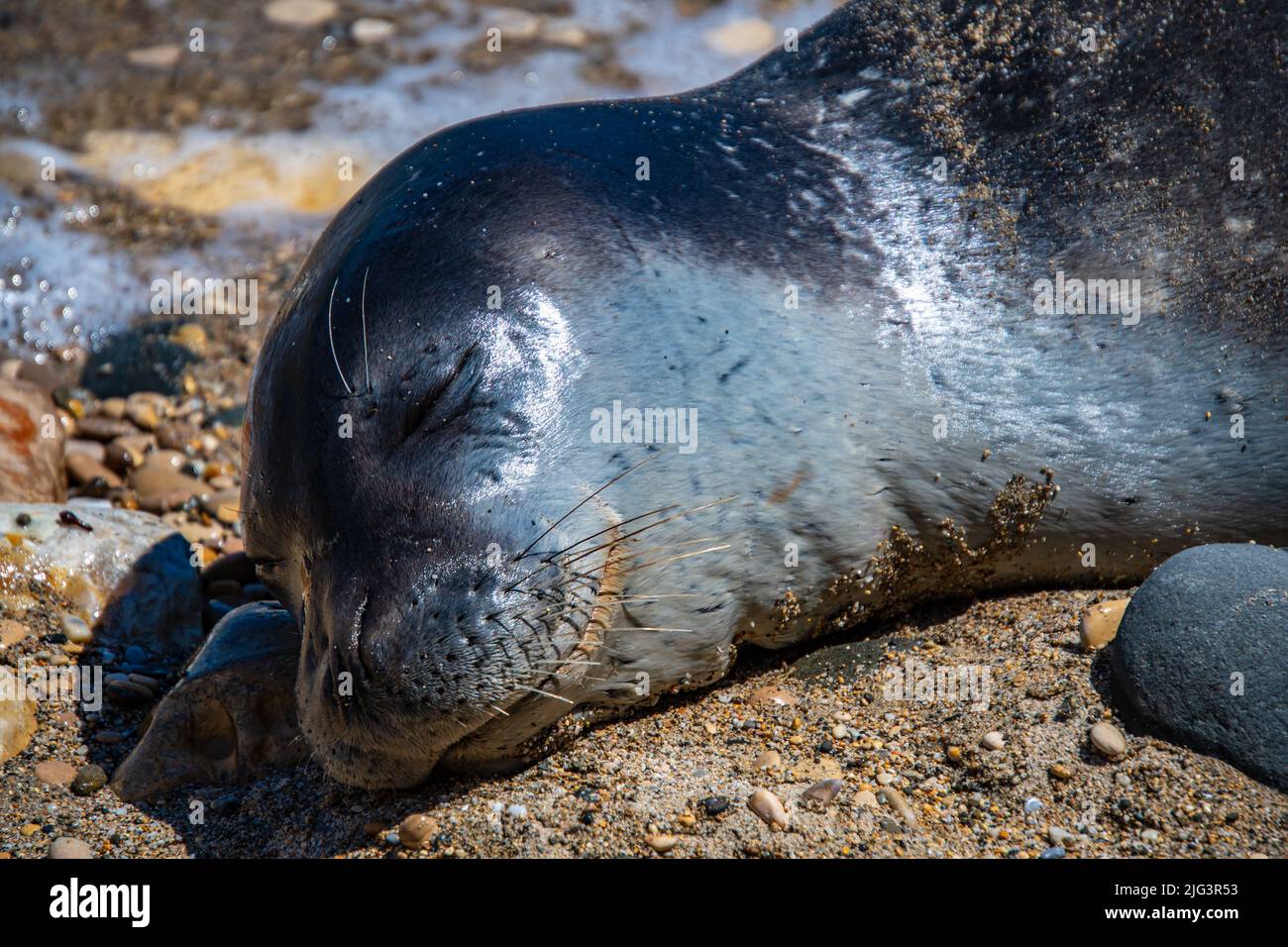 Friendly seal laying at Patitiri beach in Alonnisos island, Sporades ...