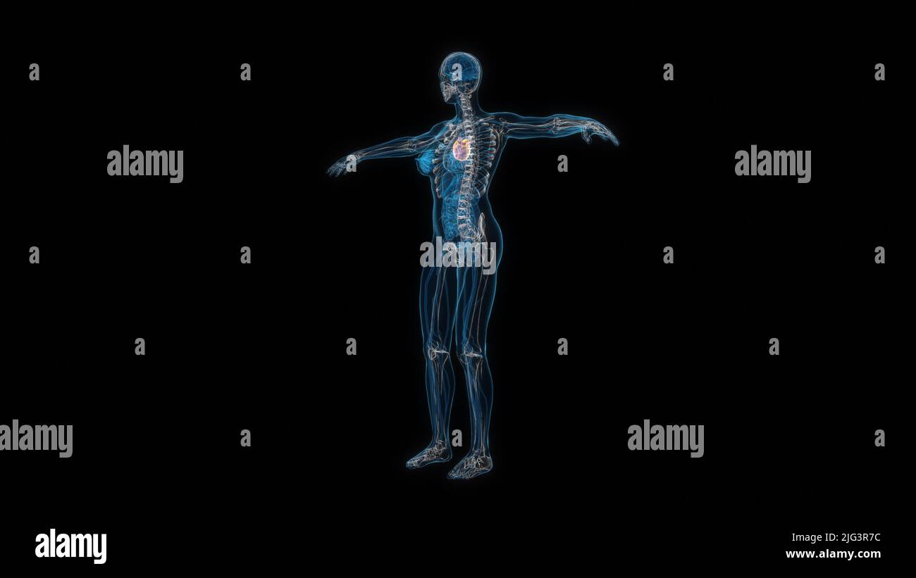 Human female body heart 3d hologram. 3D illustration Stock Photo - Alamy