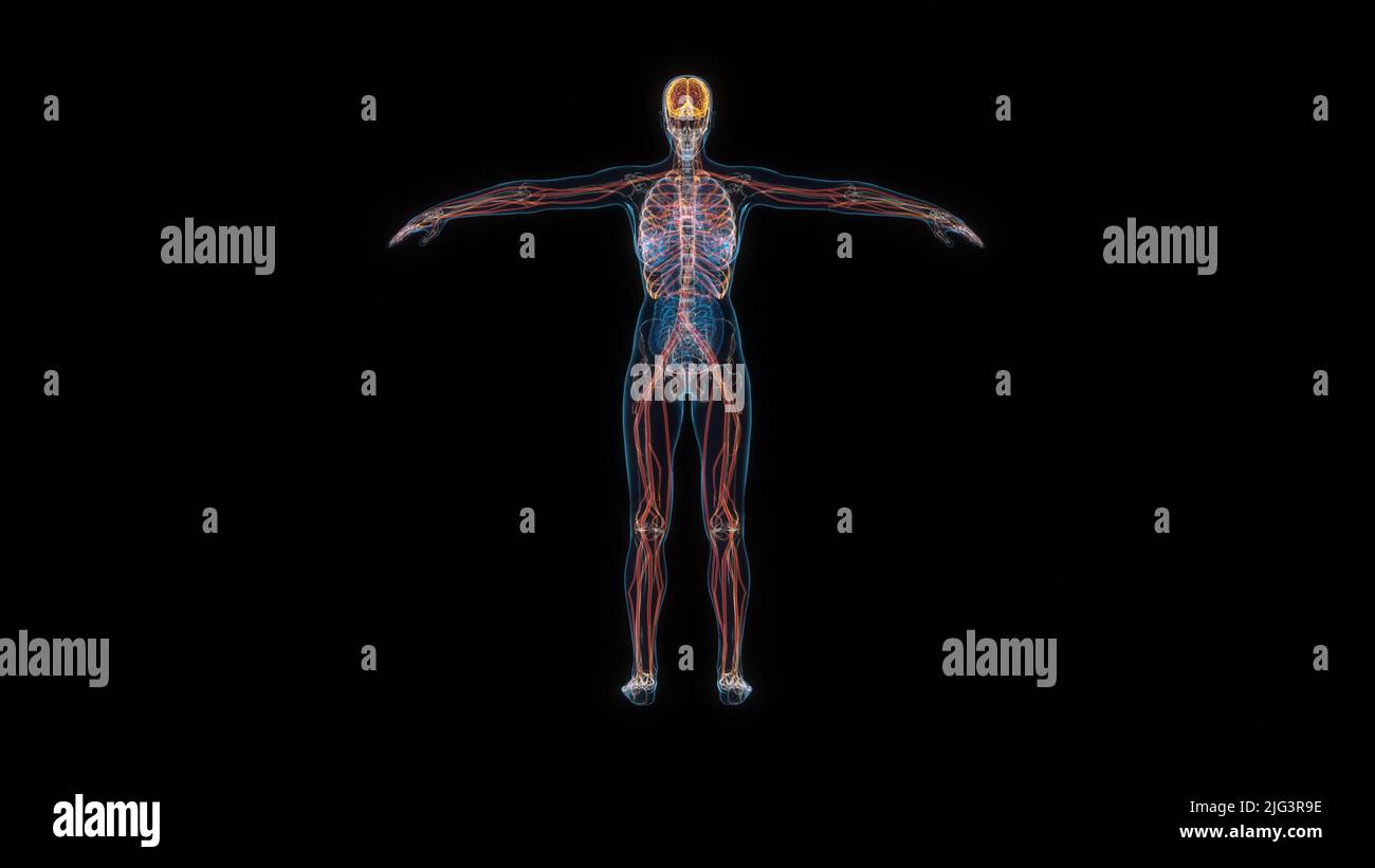Human female body nervous system 3d hologram back view. 3D illustration ...