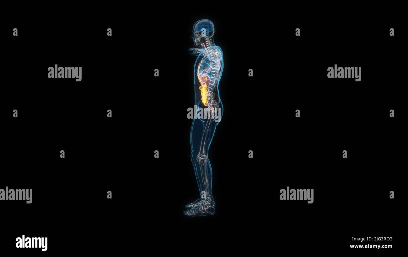Human male body digestive system 3d hologram side view. 3D illustration ...