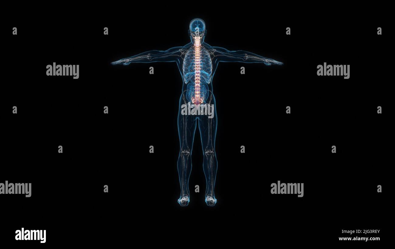 Human male body spine 3d hologram back view. 3D illustration Stock ...