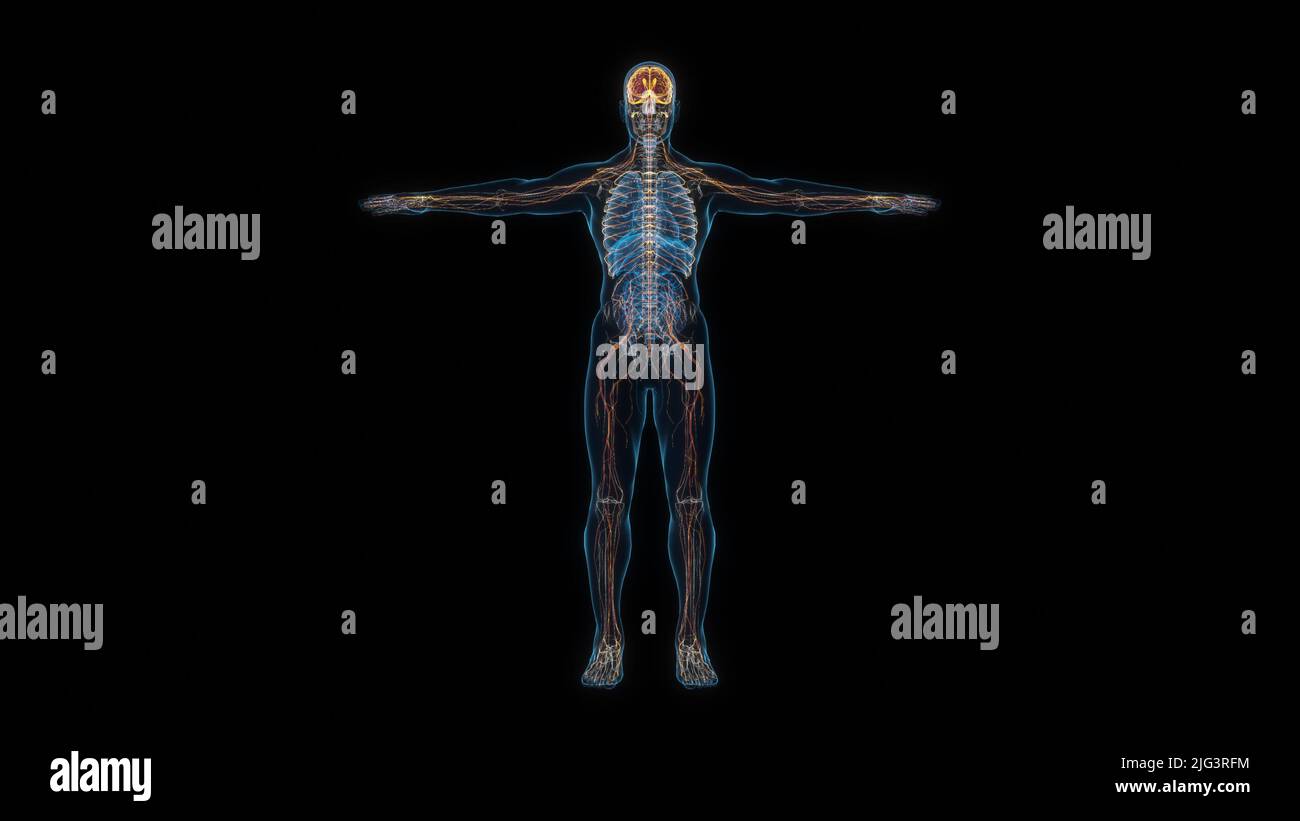 Human male body nervous system 3d hologram front view. 3D illustration ...