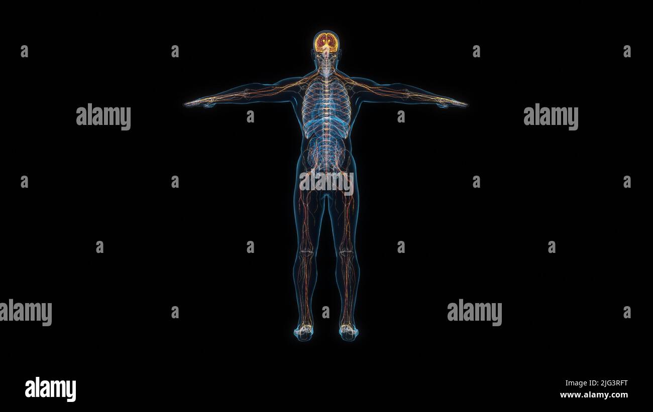 Human male body nervous system 3d hologram back view. 3D illustration ...